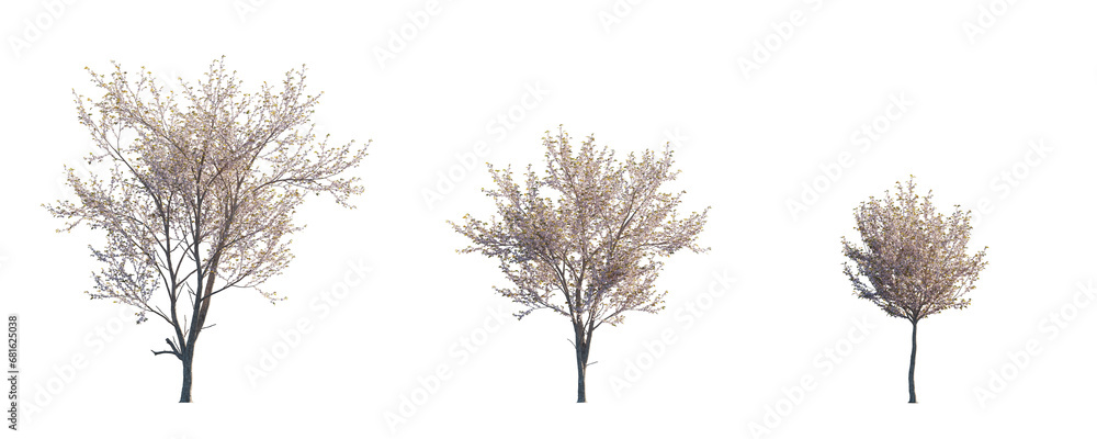 Prunus serrulata Japanese flowering cherry street summer trees medium ...