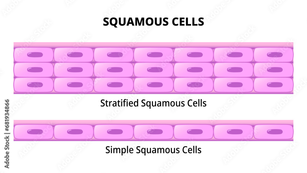 Image vectorielle Stock Squamous Cell - Simple Squamous Epithelium ...