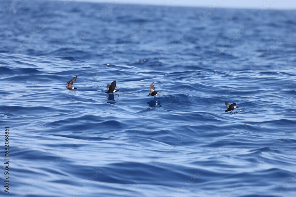Wilson's storm petrel (Oceanites oceanicus), also known as Wilson's ...