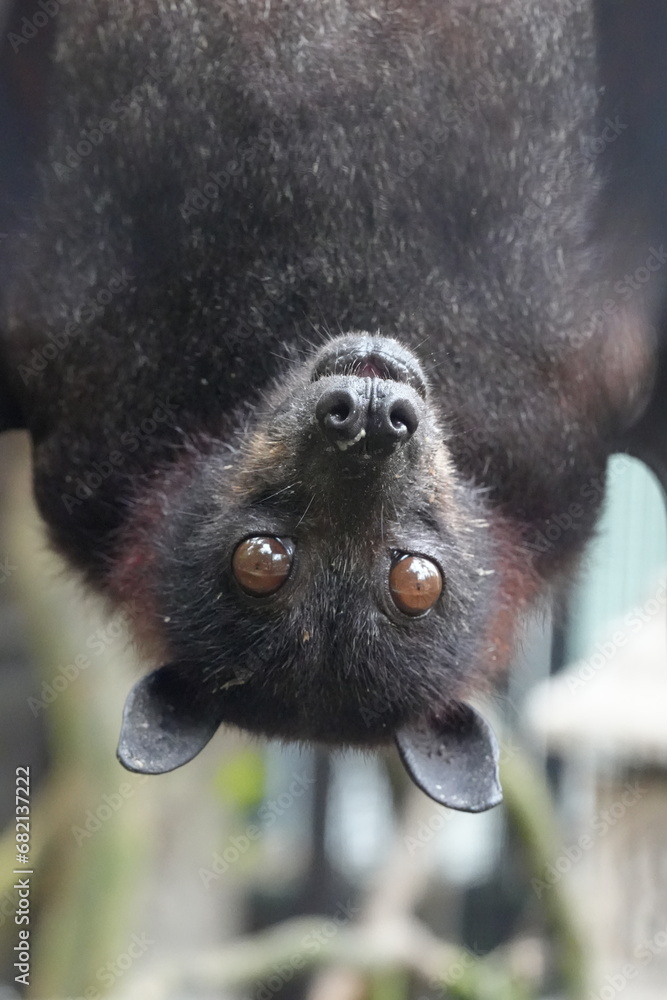 Pteropus alecto, commonly known as the Black Flying Fox or the Black ...
