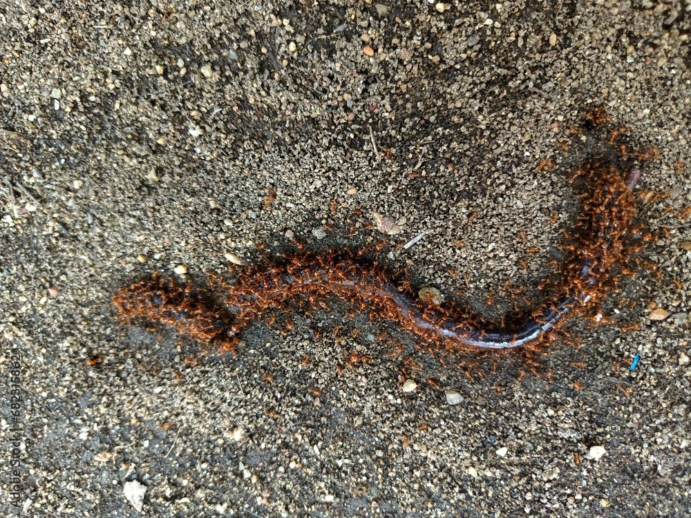 Earthworms' bodies are made up of ringlike segments called annuli ...