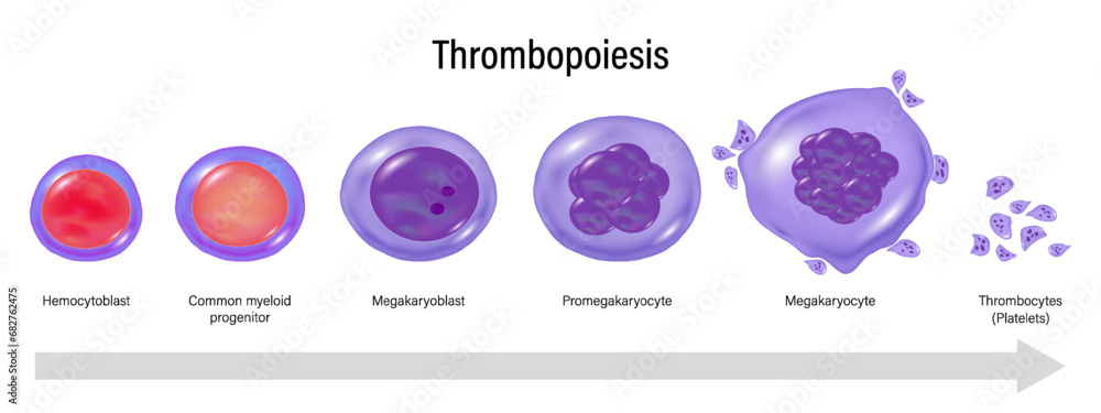 Stages of Thrombopoiesis vector. Platelets maturation. Hemocytoblast ...
