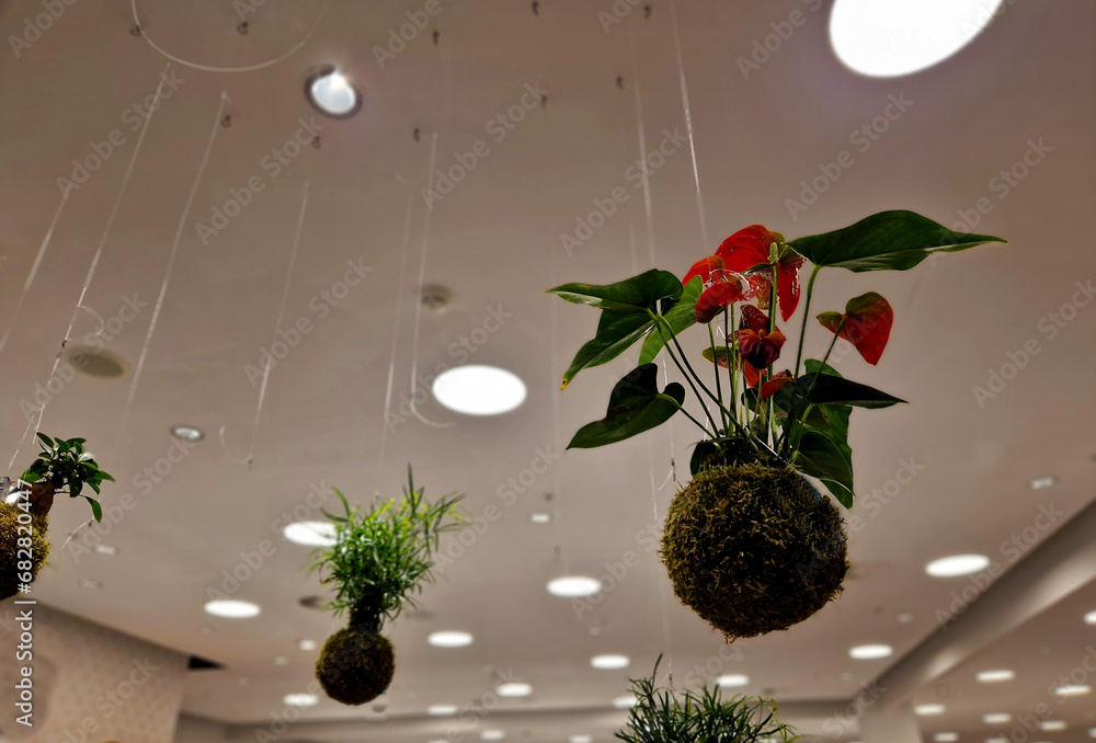 moss ball, is a ball of soil, covered with moss, on which an ornamental ...