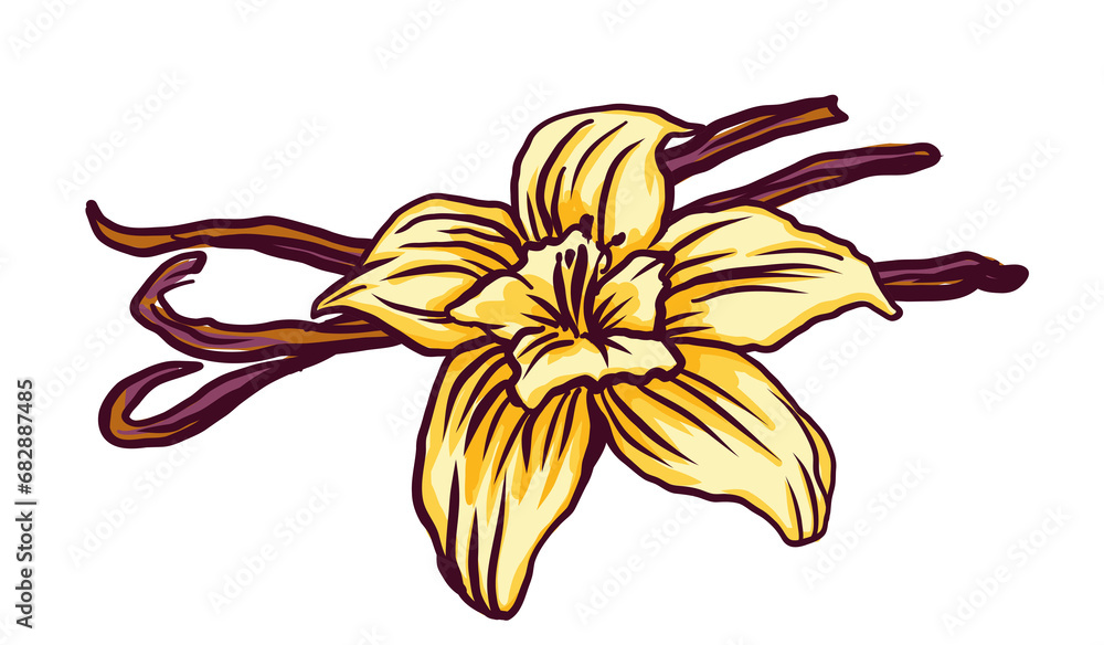 elements for the design of hand-drawn vanilla fruit pods with a flower ...