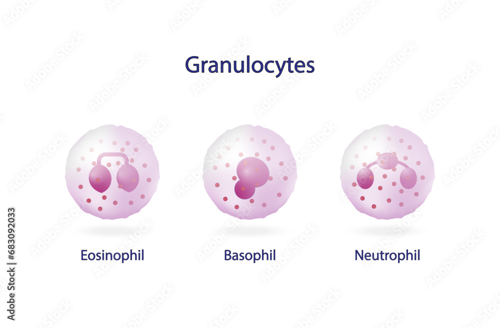 Granulocytes, basophil, neutrophil, eosinophil. Leukocytes, White blood ...