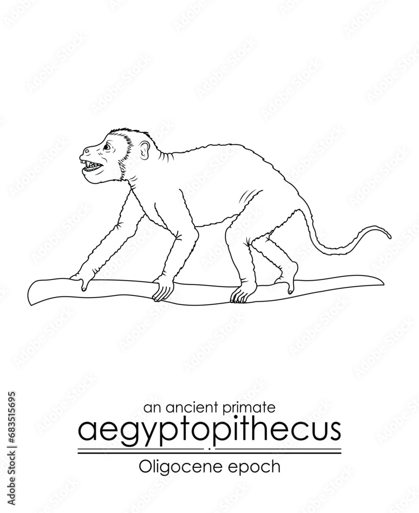 An ancient primate, aegyptopithecus from Oligocene epoch. Black and ...