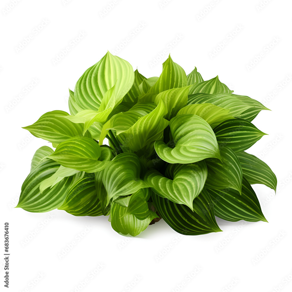 Green and yellow Hosta leaves isolated on transparent background - high ...