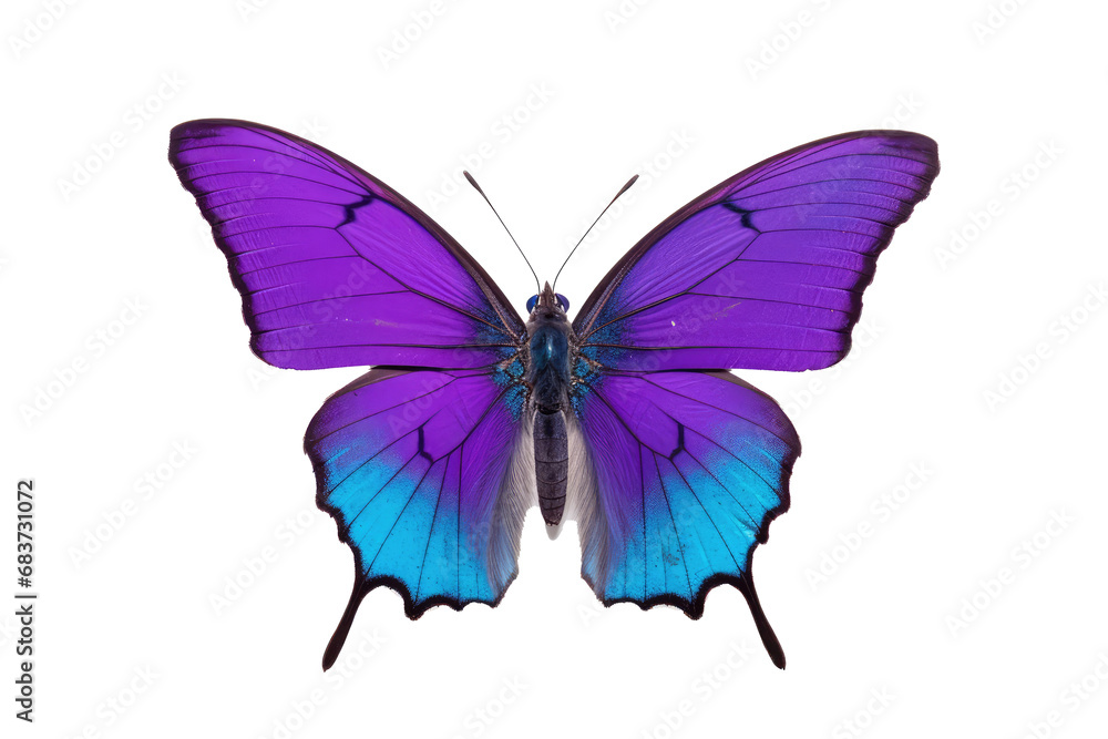 Beautiful butterfly in full body close-up portrait, flying butterfly ...
