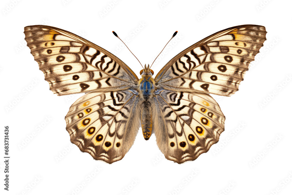 Beautiful butterfly in full body close-up portrait, flying butterfly ...