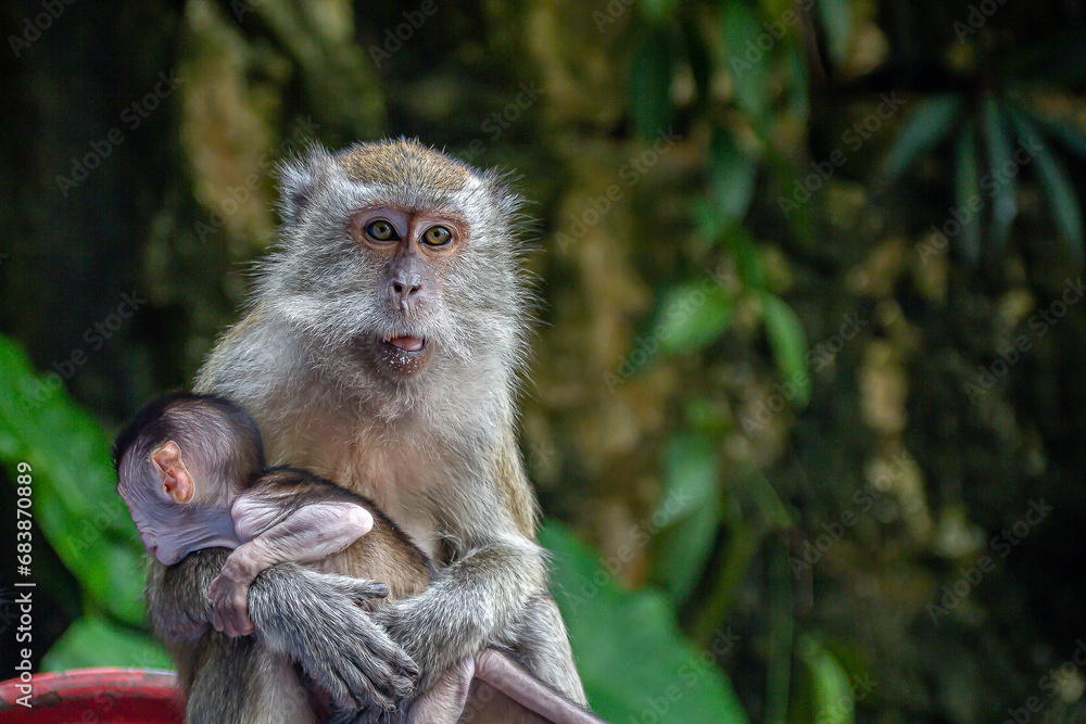 Lovely and cute monkey mother and baby hugging and caring to each other ...
