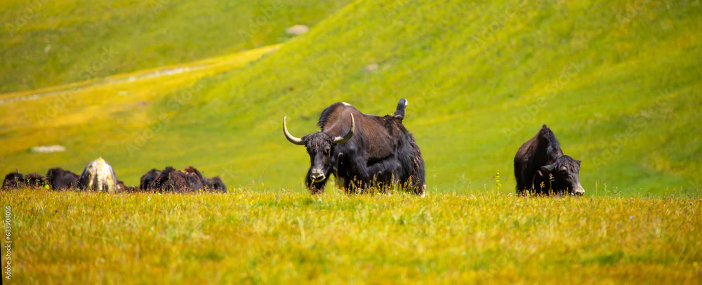 A herd of yaks graze in the mountains. Himalayan big yak in a beautiful ...