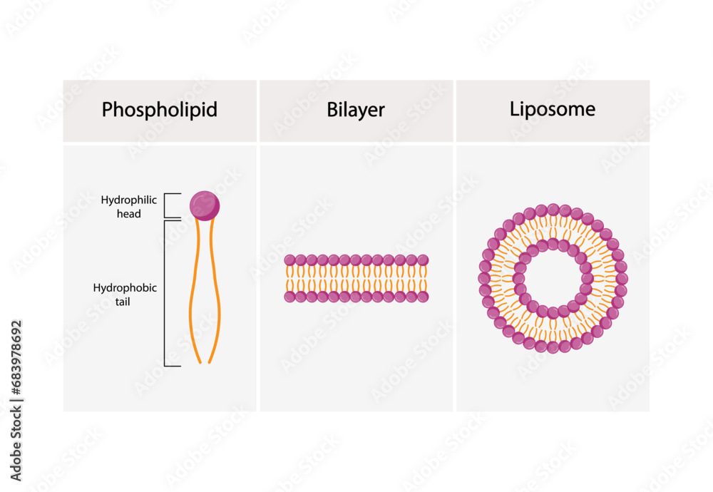Liposome and bilayer structure. Phospholipid with hydrophilic head and hydrophobic tails. Drug ...