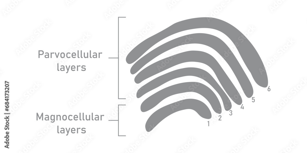 Six layers in the lateral geniculate nucleus. Magnocellular layers and ...