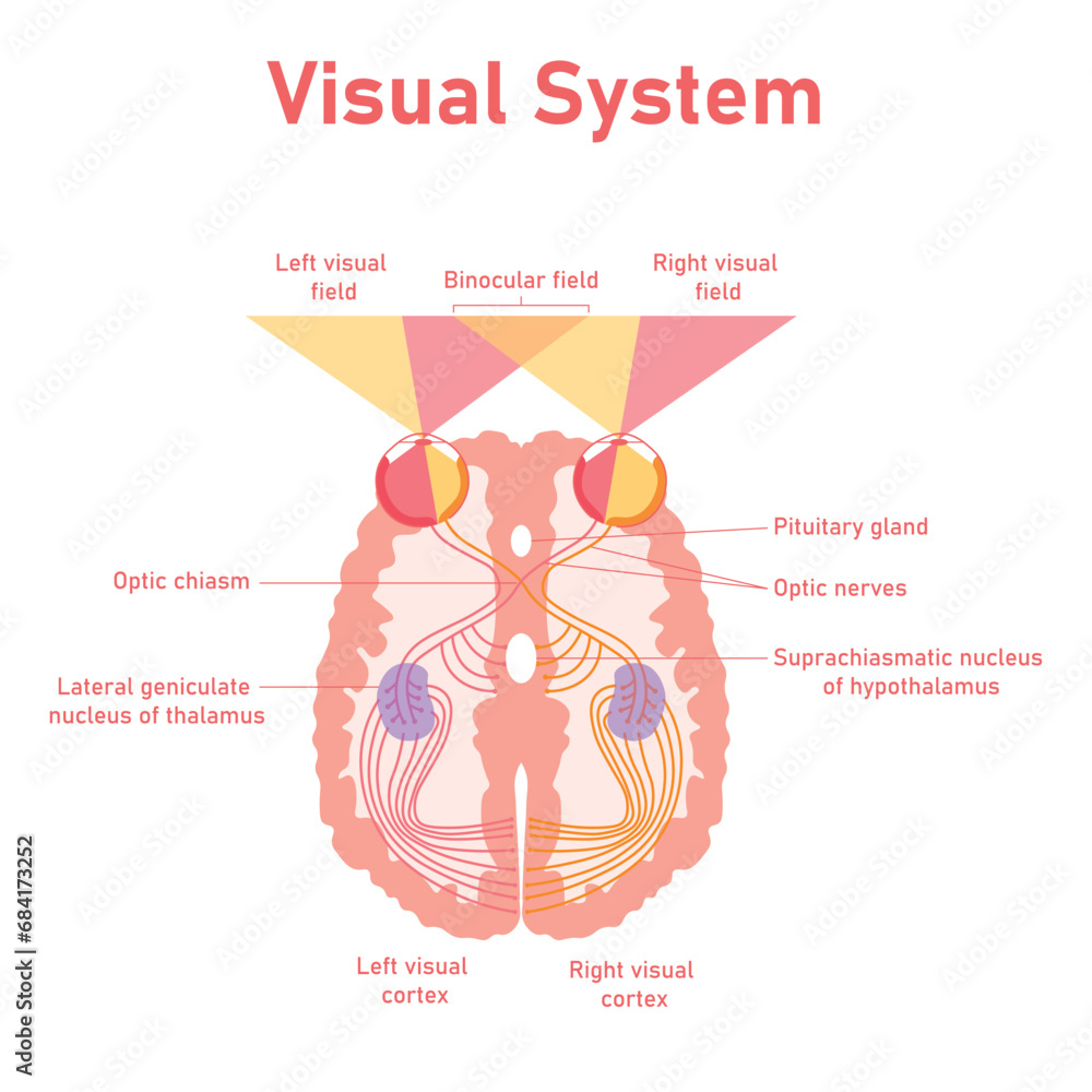 The Human Visual System Pathway The Visual Pathway From The Eye To The Brain Right And Left