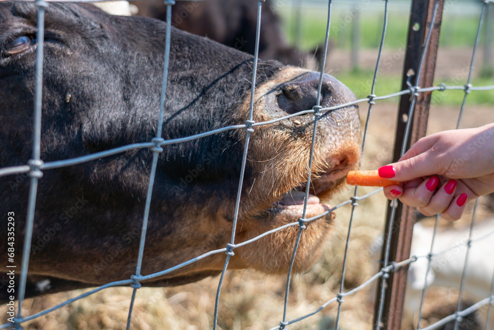 Cow nose and lips close up. Cattle cow grazing on vegetables. Woman ...