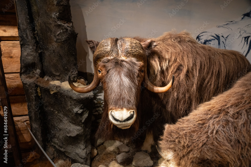 Muskox animal mount in Polar Musset - Polar Museum in Tromso, Norway ...