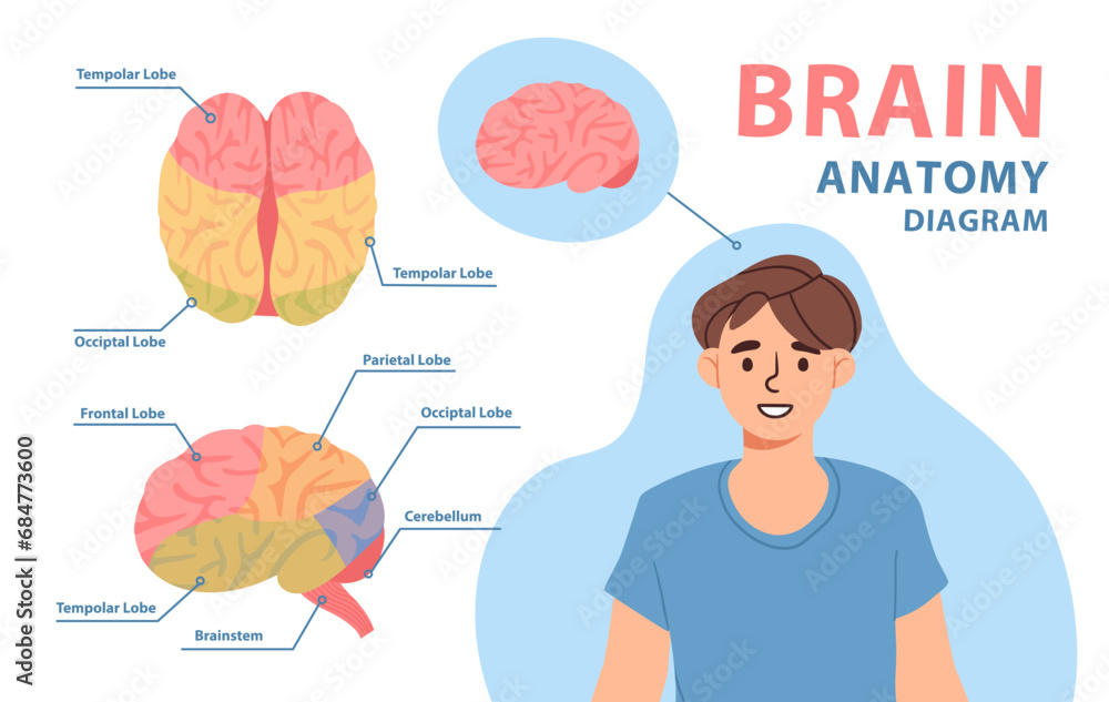 Brain anatomy diagram. Eucational materials. Biology and anatomy ...
