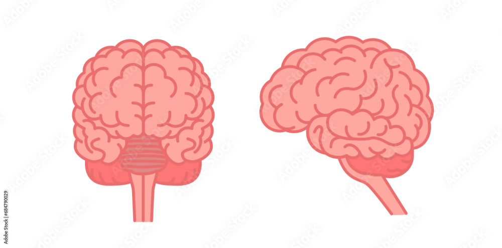 Human brain front and side view. Flat vector color illustration ...