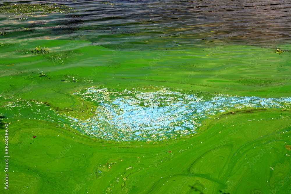 Water pollution by blooming blue green algae - is world environmental ...