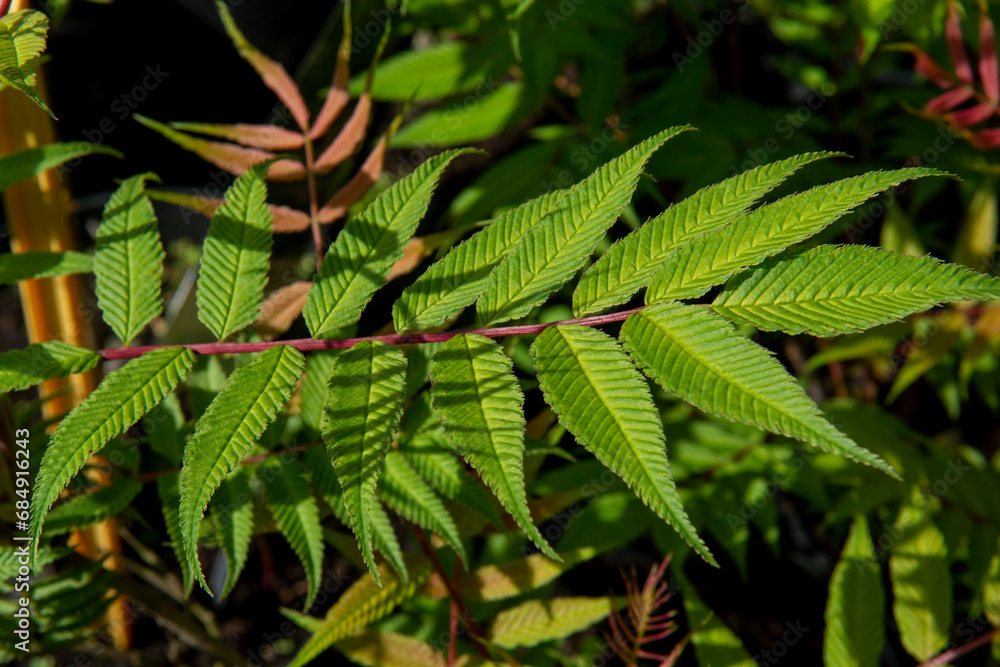 Sorbaria sorbifolia, the false spiraea or false goat's beard, sorb ...