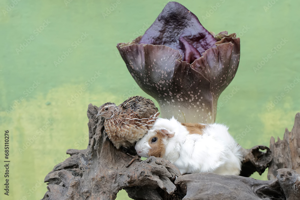 A guinea pig is hunting for termites in a rotten tree trunk overgrown ...