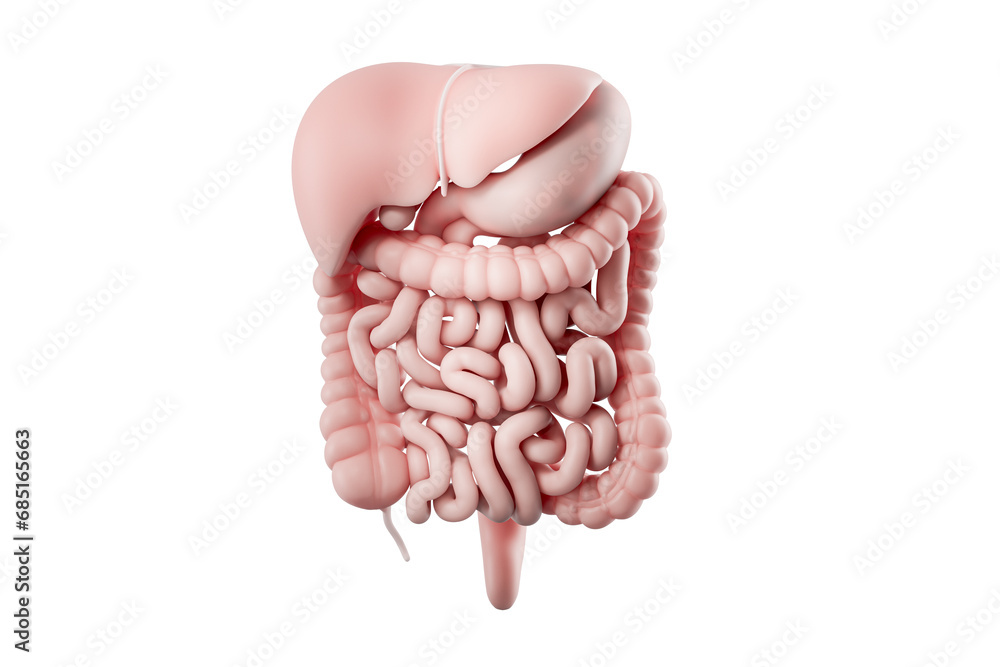 3d illustration of human digestive system isolated on white. Human food ...