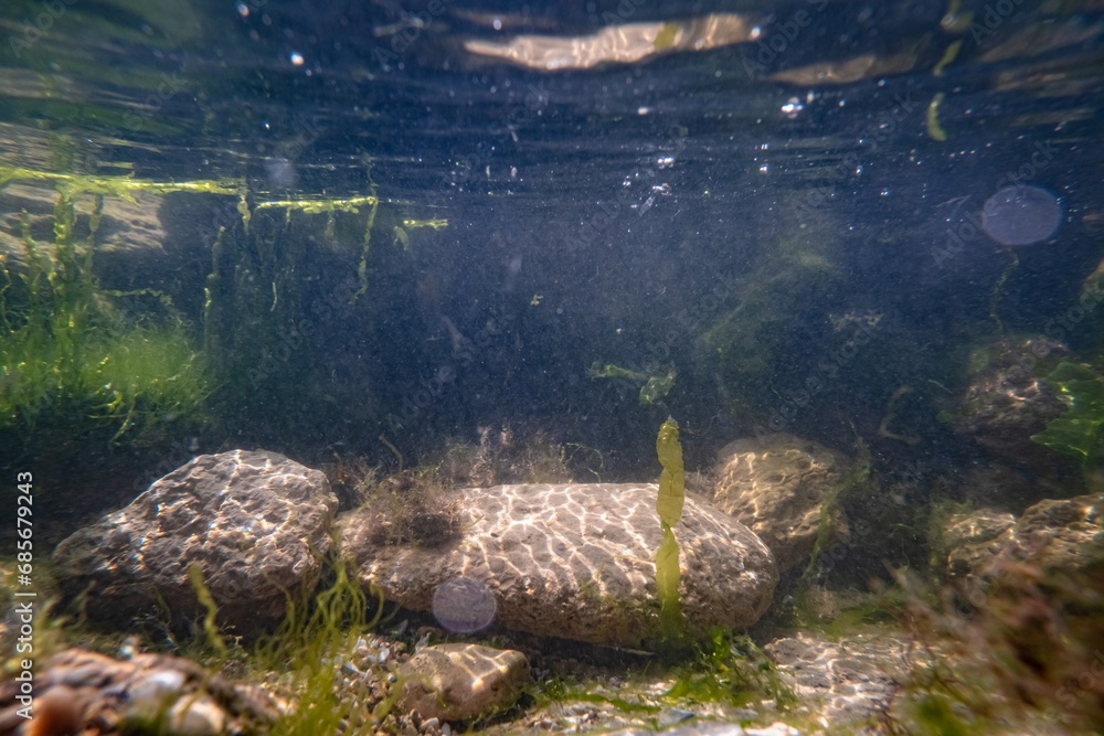 Foto de Stock rockpool aquascape, coquina stone, green algae ulva ...