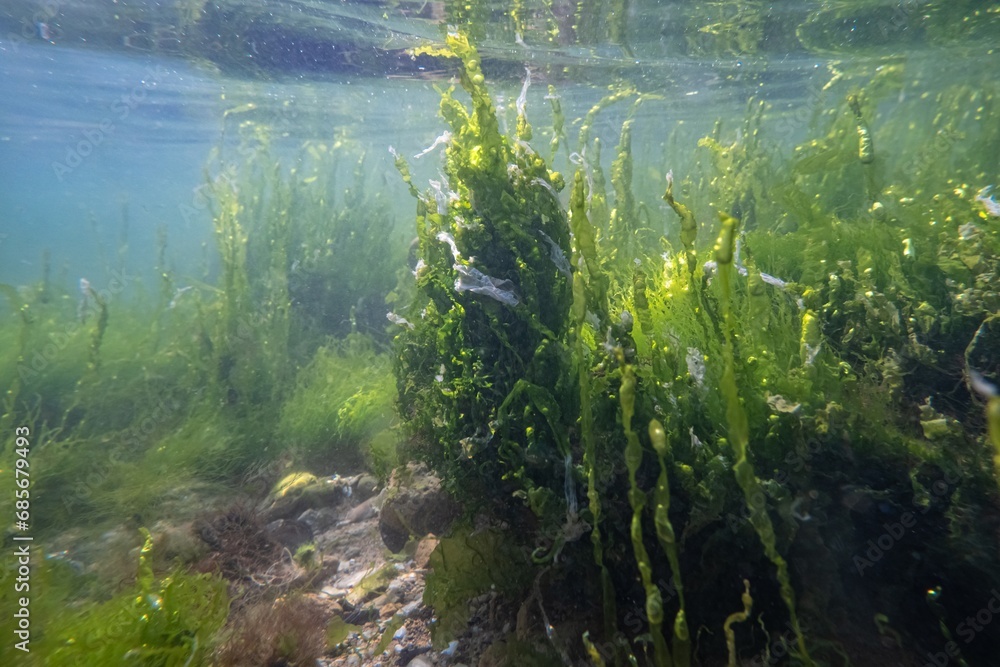 ulva and cladophora green thicket, sandy bottom, littoral zone ...