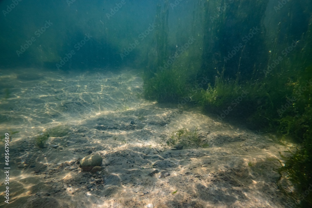 cladophora and ulva make air bubble, green algae thicket grow on sandy ...