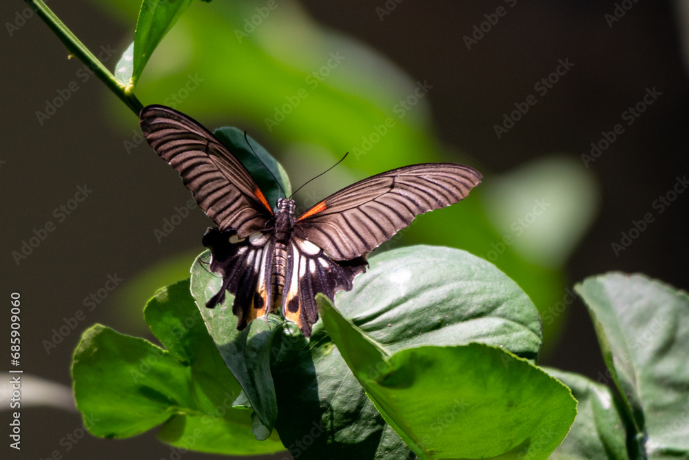 Beautiful butterfly, Papilio memnon, the great Mormon, is a large ...