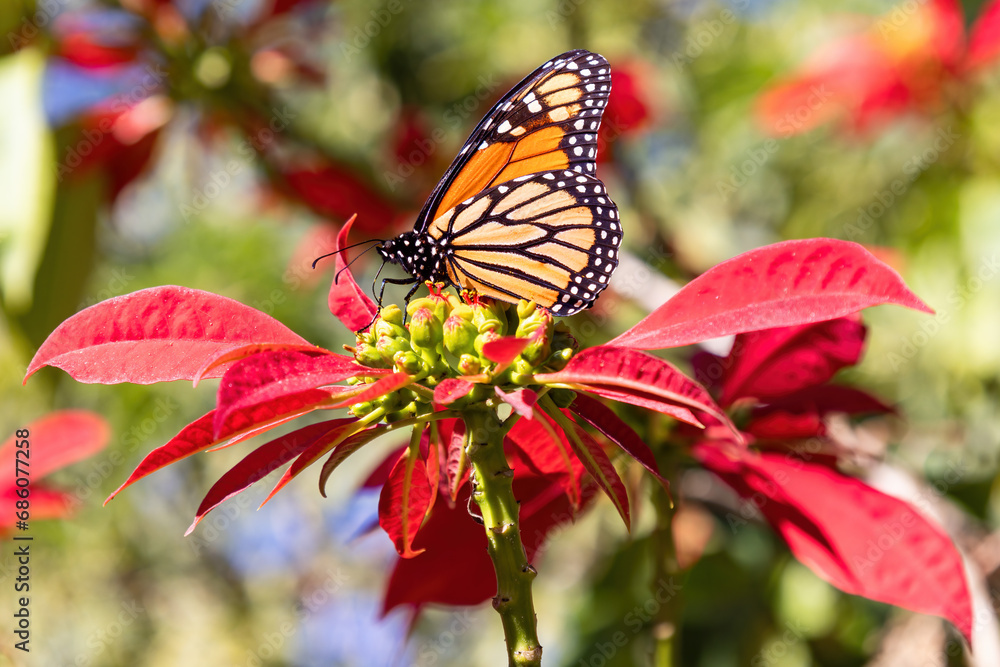 Showy monarch butterfly or simply monarch (Danaus plexippus) sucking ...