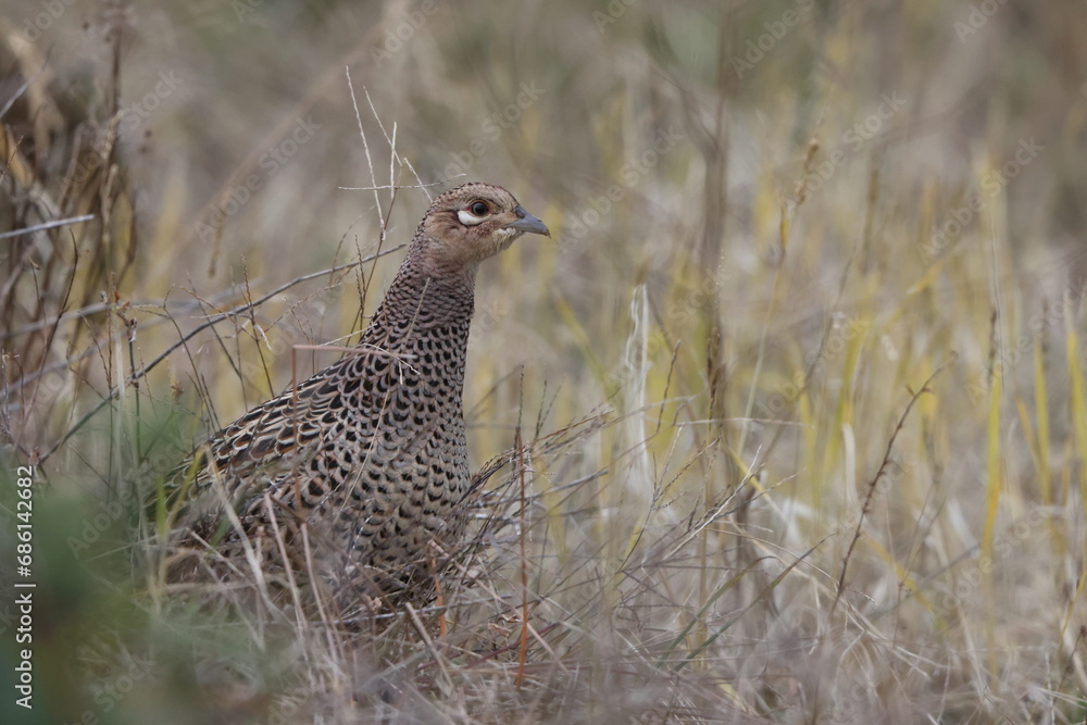 The green pheasant (Phasianus versicolor), also known as the Japanese ...