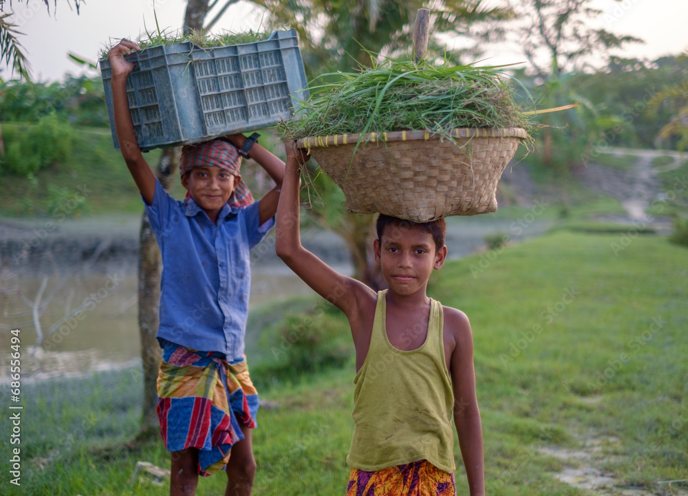 Bangladeshi young rural boys are carrying buckets of grass on their ...