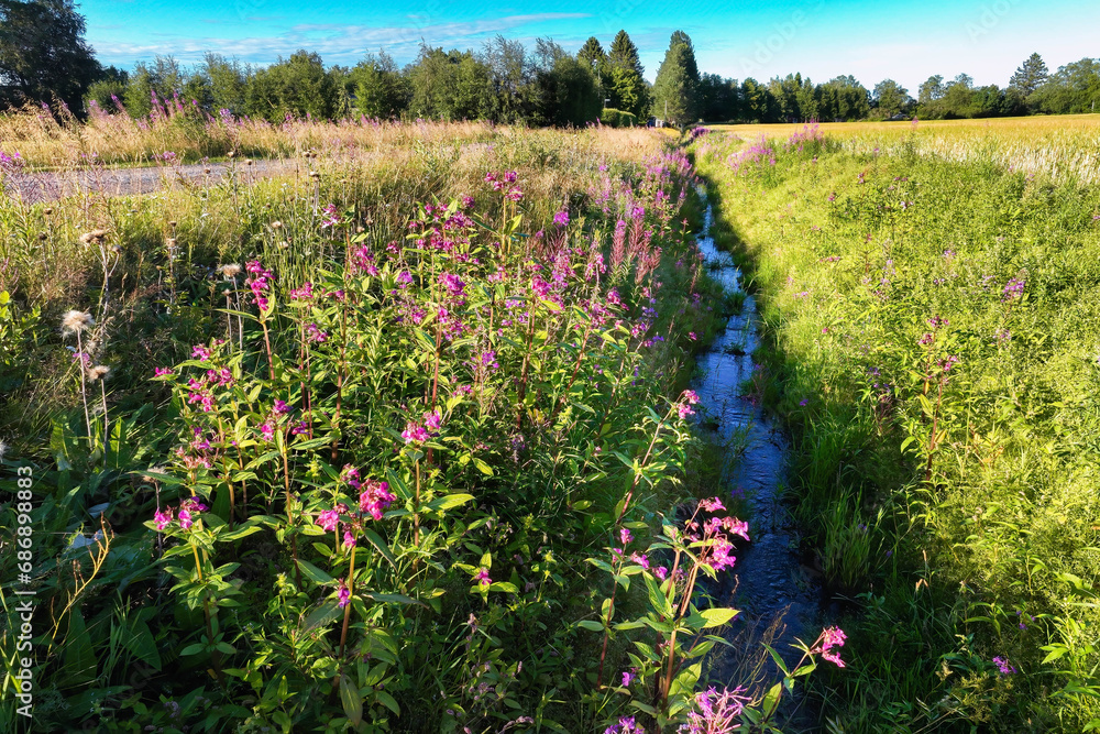 Ditch overgrown by Himalayan balsam (Impatiens glandulifera). Invasive ...