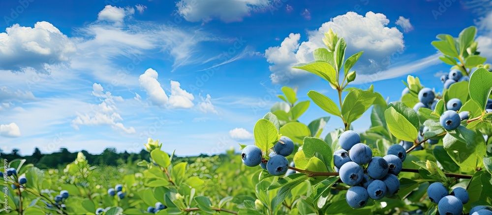 Organic blueberry bushes in a farmer's field, under a vibrant blue sky ...