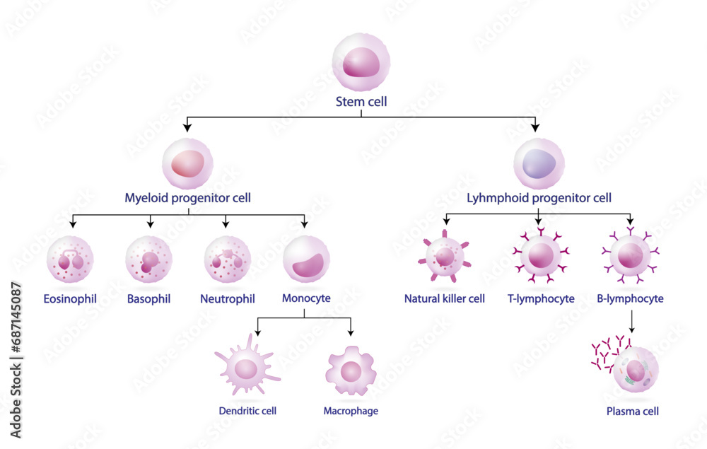Cells of the innate and adaptive immune system, Hematopoiesis cell type scheme, stem cell, B and ...