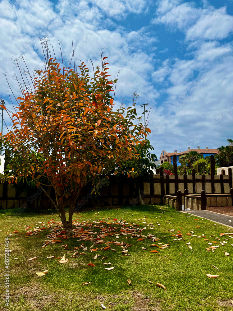 Japanese photinia leaves. New red shoots of Japanese photinia, Photinia ...