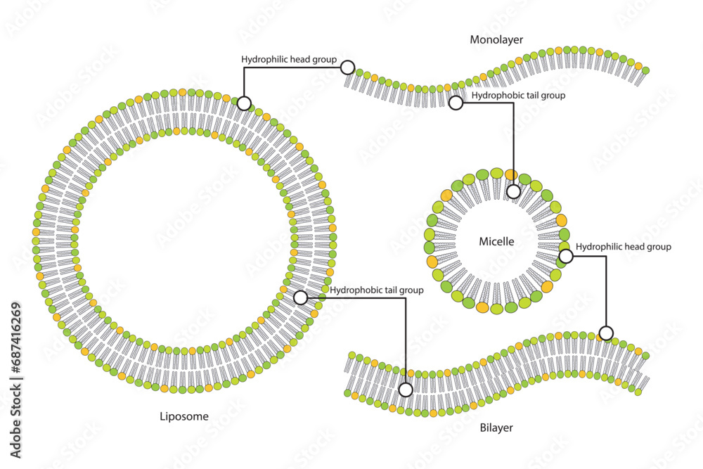 Diagram showing phospholipid structures - Liposome, micelle, monolayer and bilayer. Pink ...
