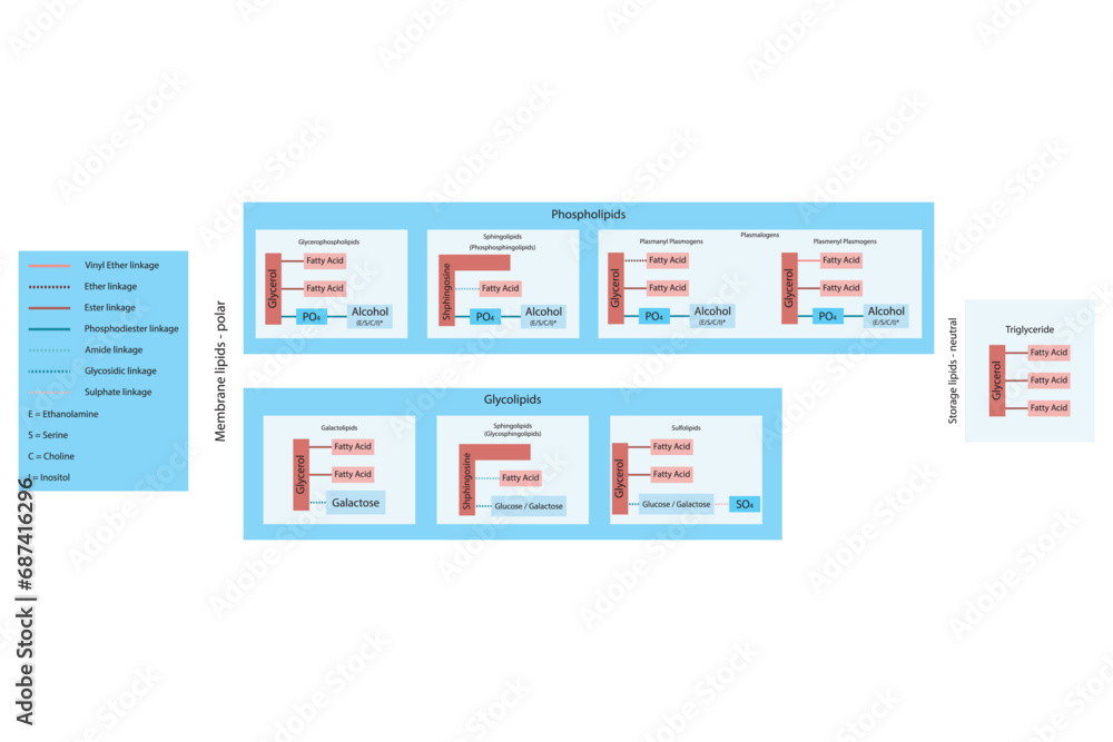 Diagram showing classification of lipids - storage lipids, membrane ...