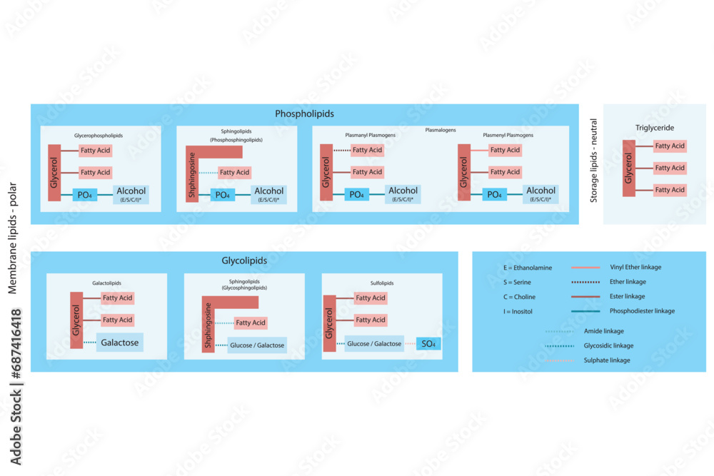 Diagram showing classification of lipids - storage lipids, membrane ...