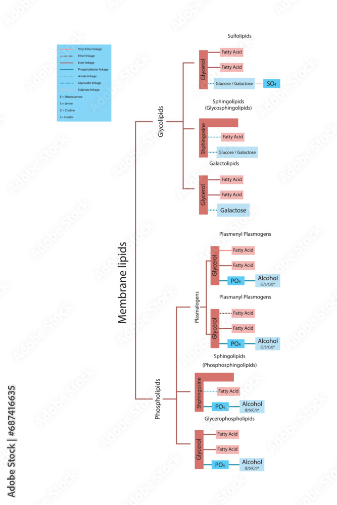 Diagram showing classification of lipids - storage lipids, membrane ...