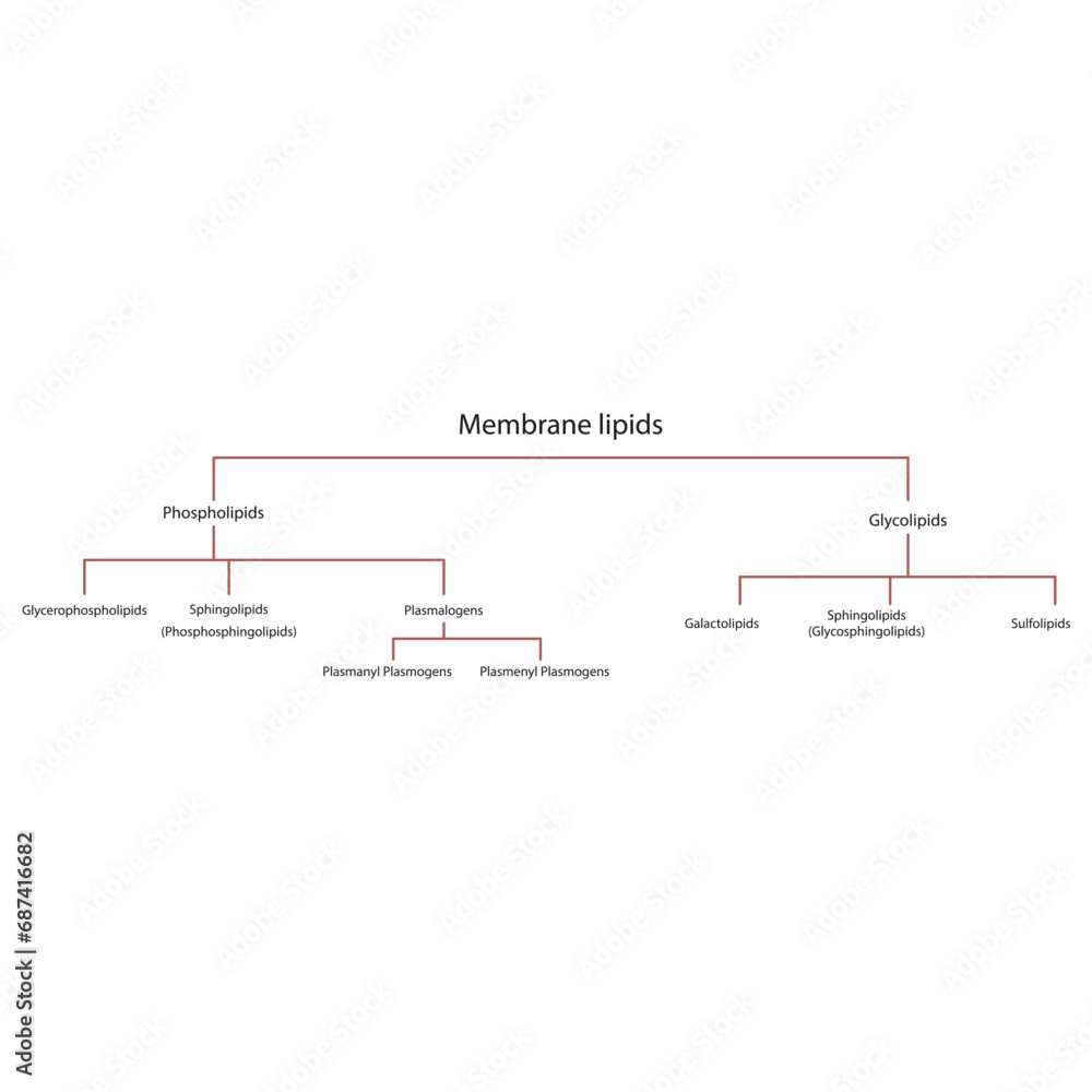 Diagram showing classification of lipids - storage lipids, membrane ...