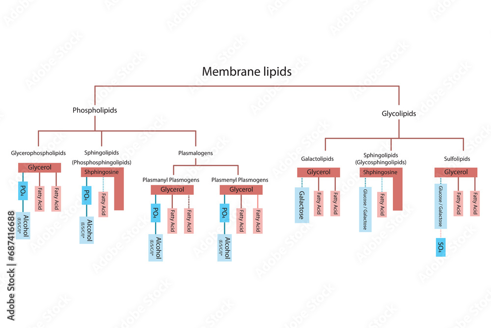 Diagram showing classification of lipids - storage lipids, membrane ...