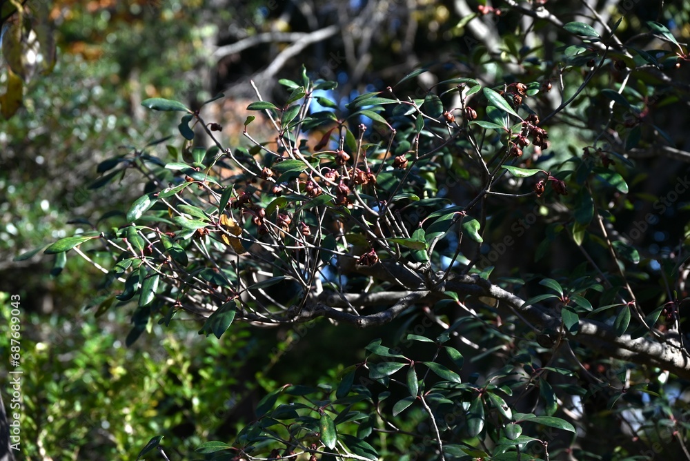 Japanese ternstroemia ( Ternstroemia gymnanthera ) fruits ...