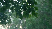 Rain Drops Tree Branches Free Stock Photo - Public Domain Pictures