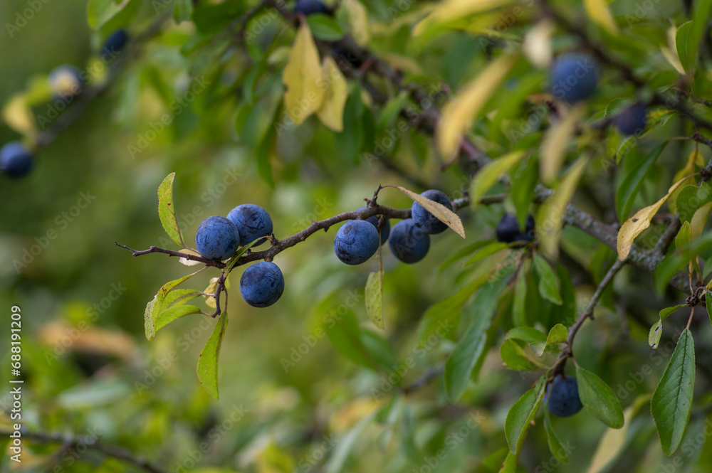 Prunus spinosa blackthorn sloe with blue ripening fruits on shrub ...