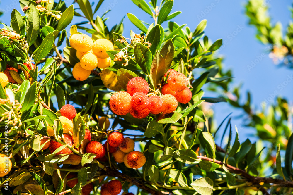 Botanical collection, ripe colorful fruits and flowers of Arbutus unedo ...