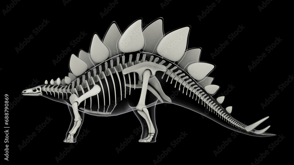Skeletal system of Stegosaurus, x-ray side view. Stock Illustration ...