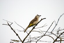 White Vented Bulbul Free Stock Photo - Public Domain Pictures