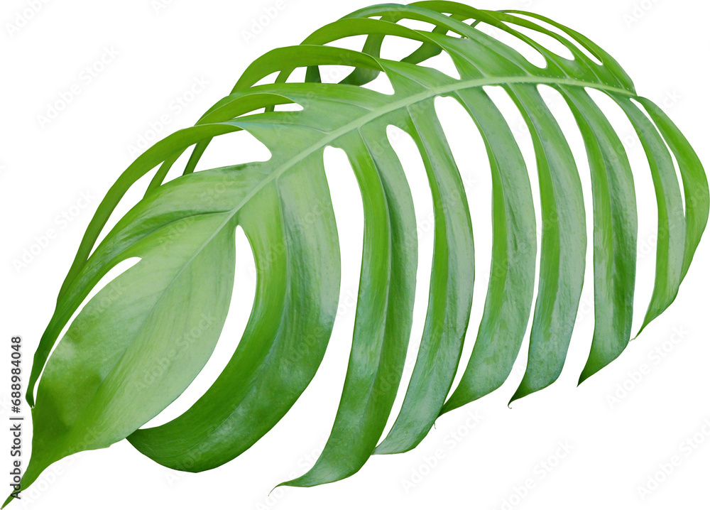 tropical jungle monstera leaves , Swiss Cheese leaf tree isolated on ...